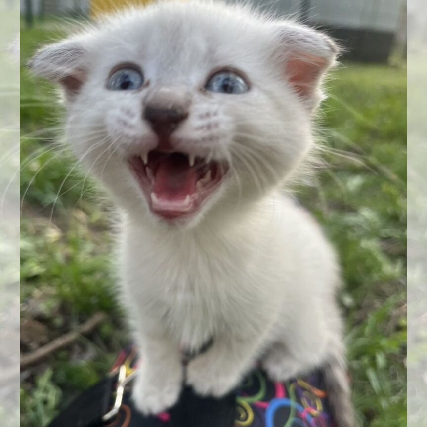 Британские котята