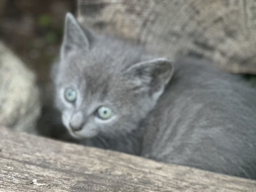 Котята в добрые руки бесплатно