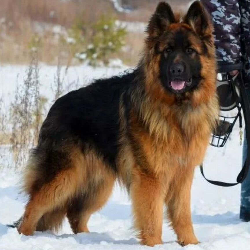 Щенки немецкой овчарки