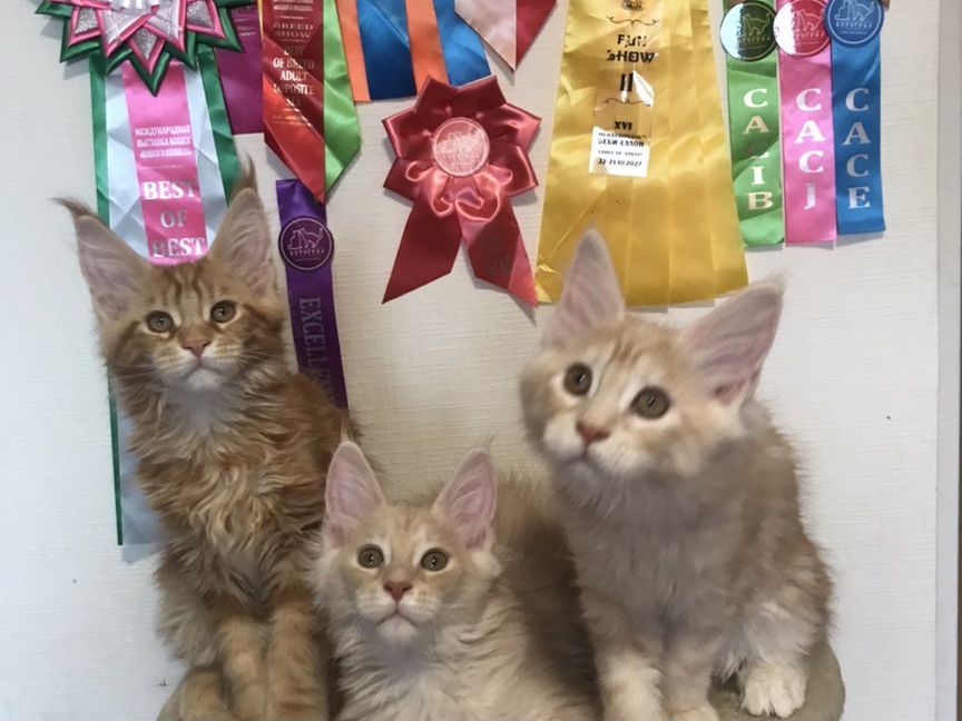 Мейн-кун в разведение От Чемпионов