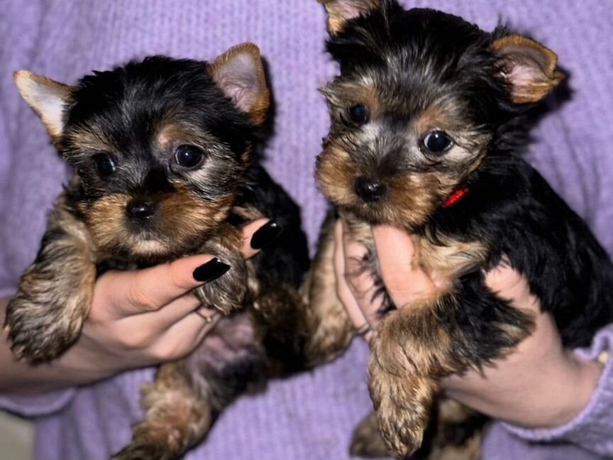 Йоркширский терьер мини беби фейс