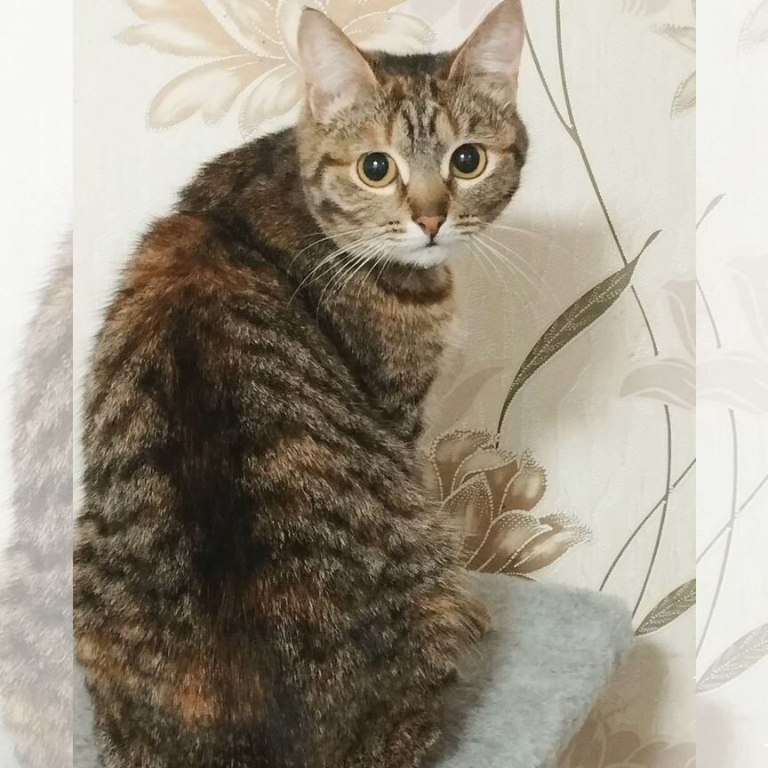 Взрослая, Девочка кошка в добрые руки