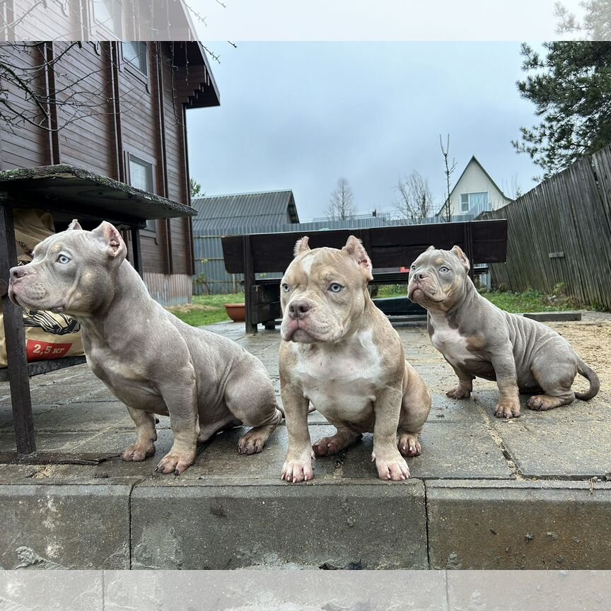 Американский булли, щенок