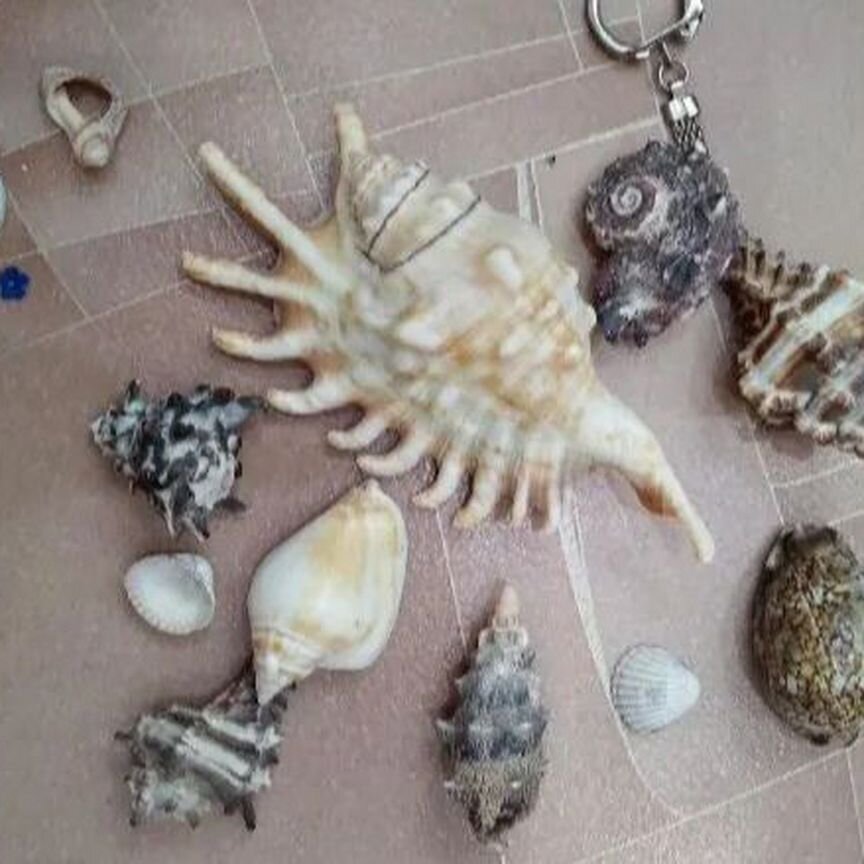 Коллекция ракушек (цена за все)