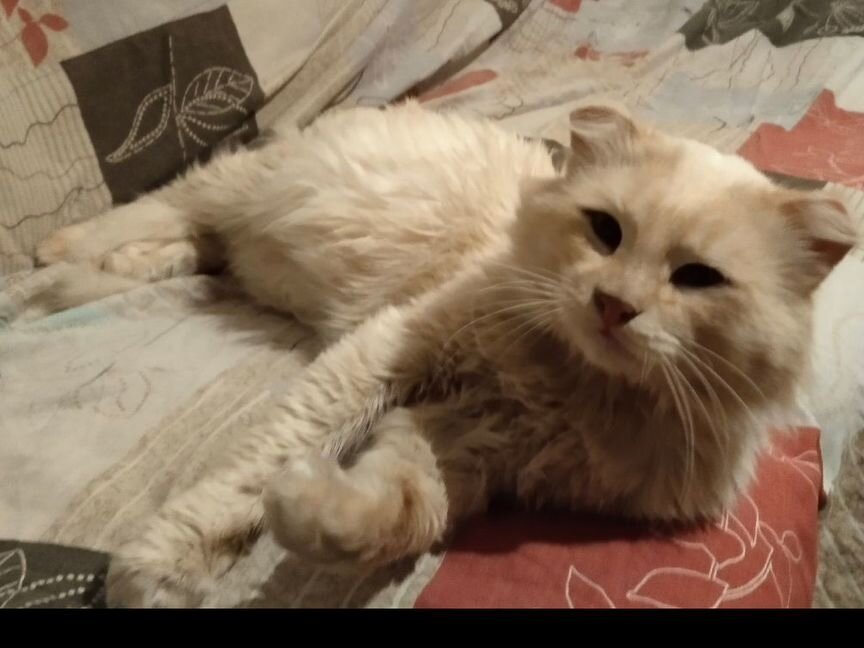 Котик в добрые руки