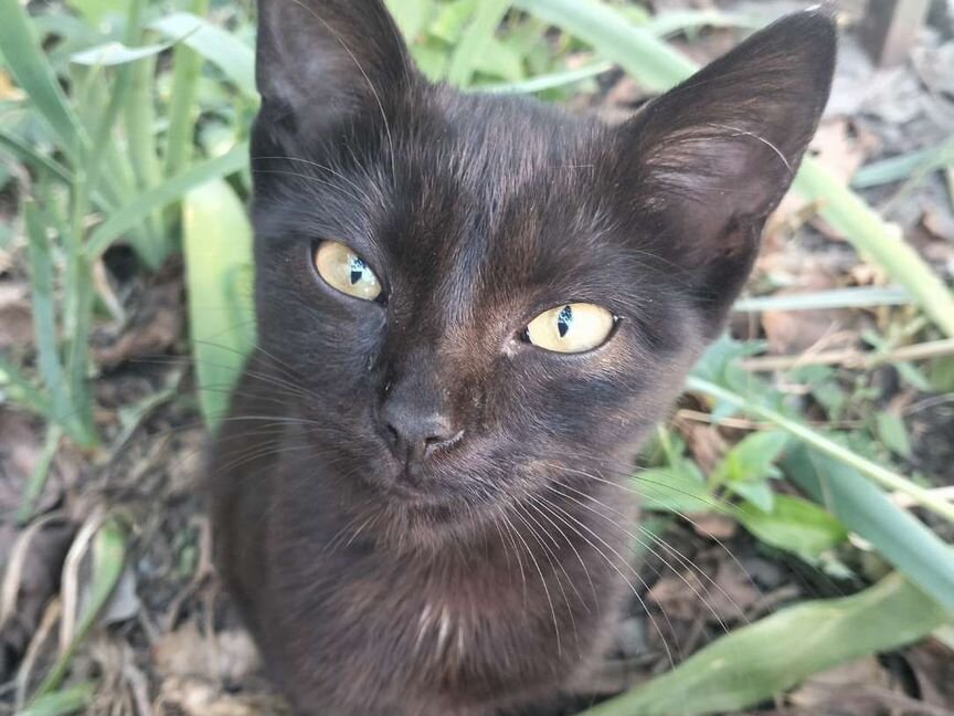 Котята в добрые руки бесплатно