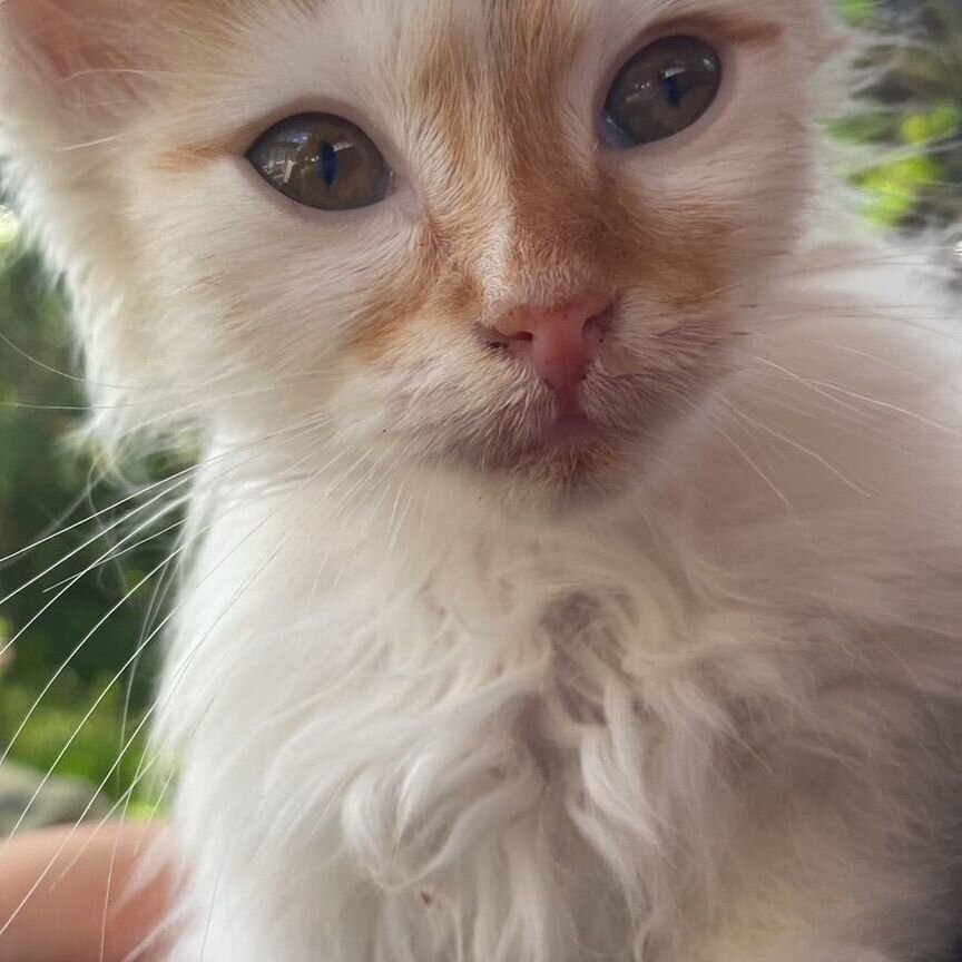 Кошка