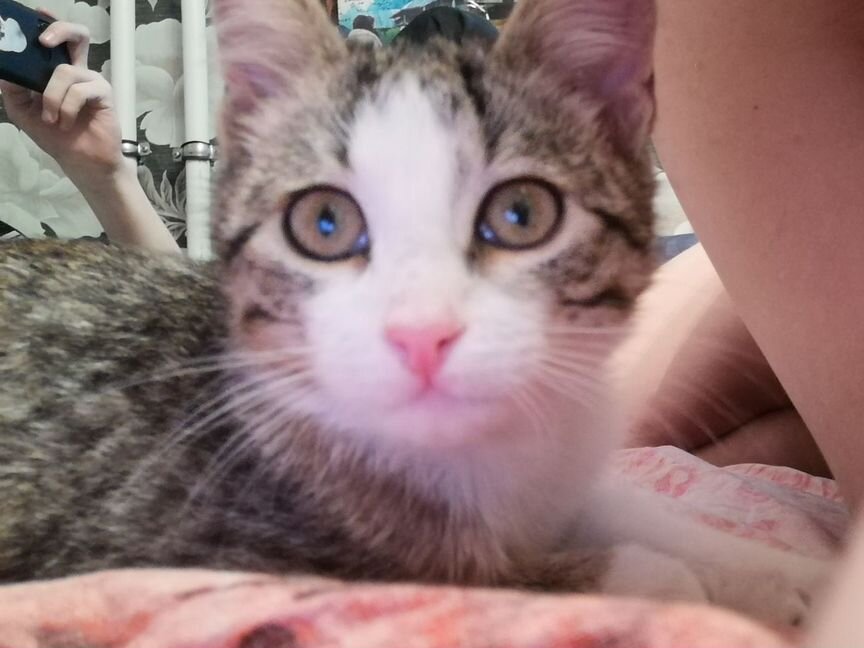 Котенок в добрые руки