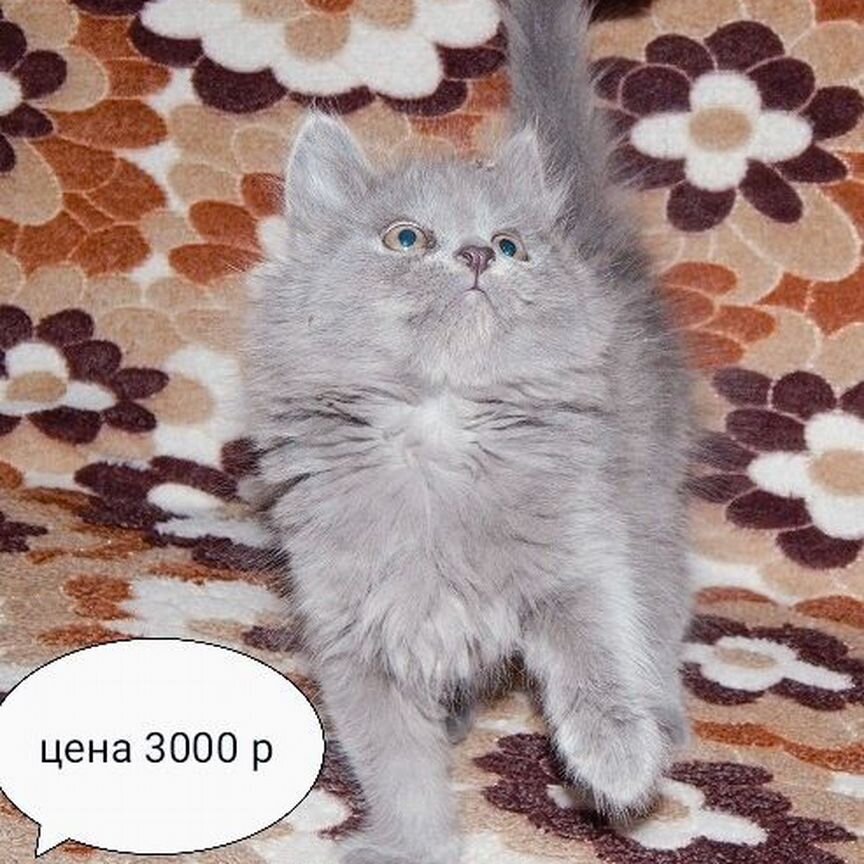 Красотка сибирячка