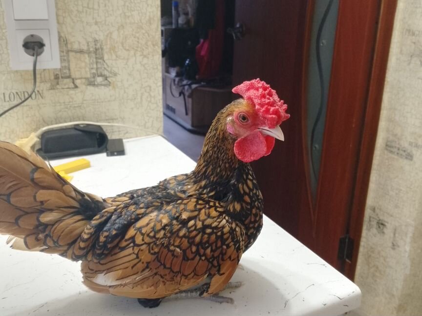 Декоративная птица