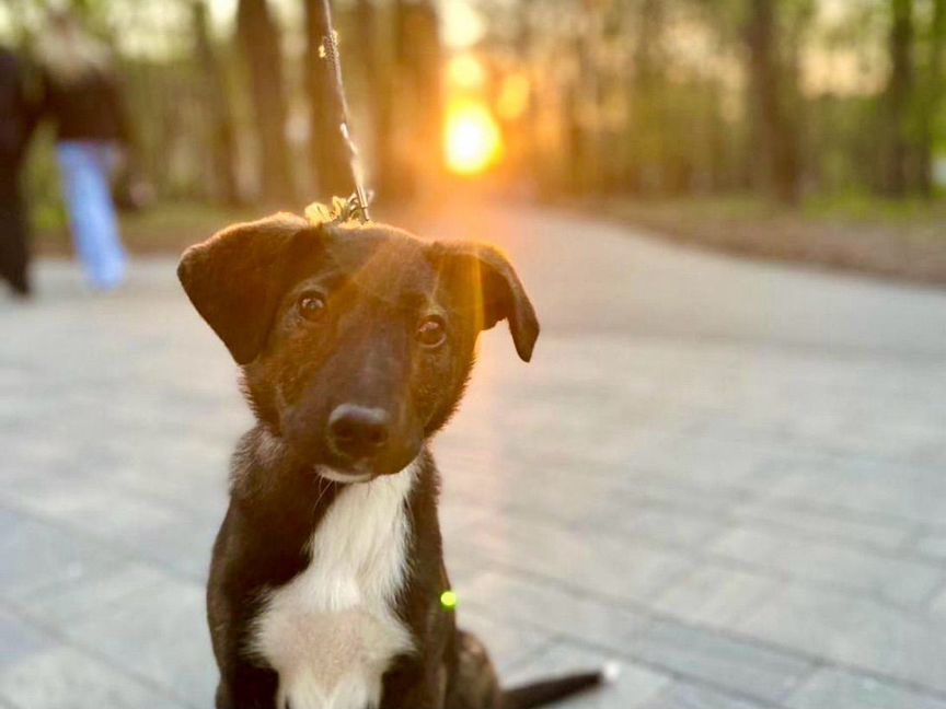 Щенок в добрые руки