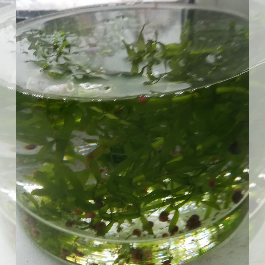 Аквариумные растения