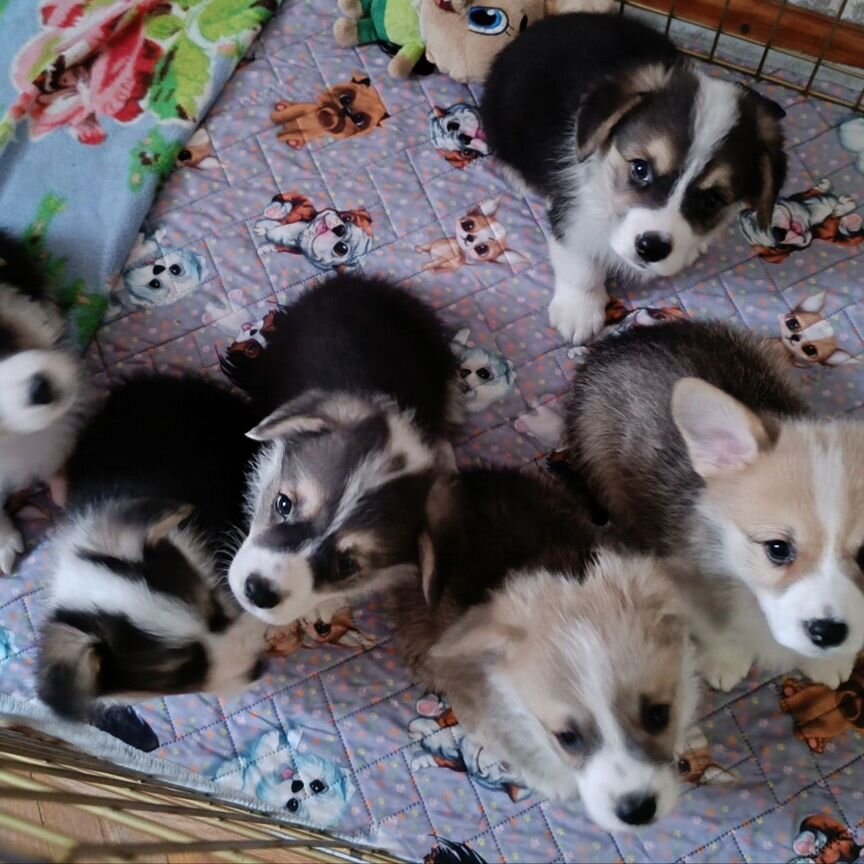 Очаровательные плюшечки