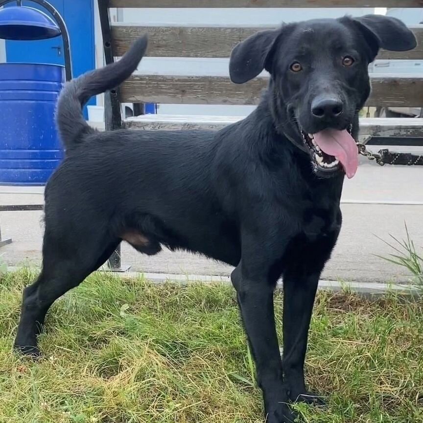 Лабрадор-ретривер, щенок