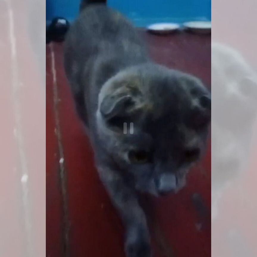 Котенок в добрые руки
