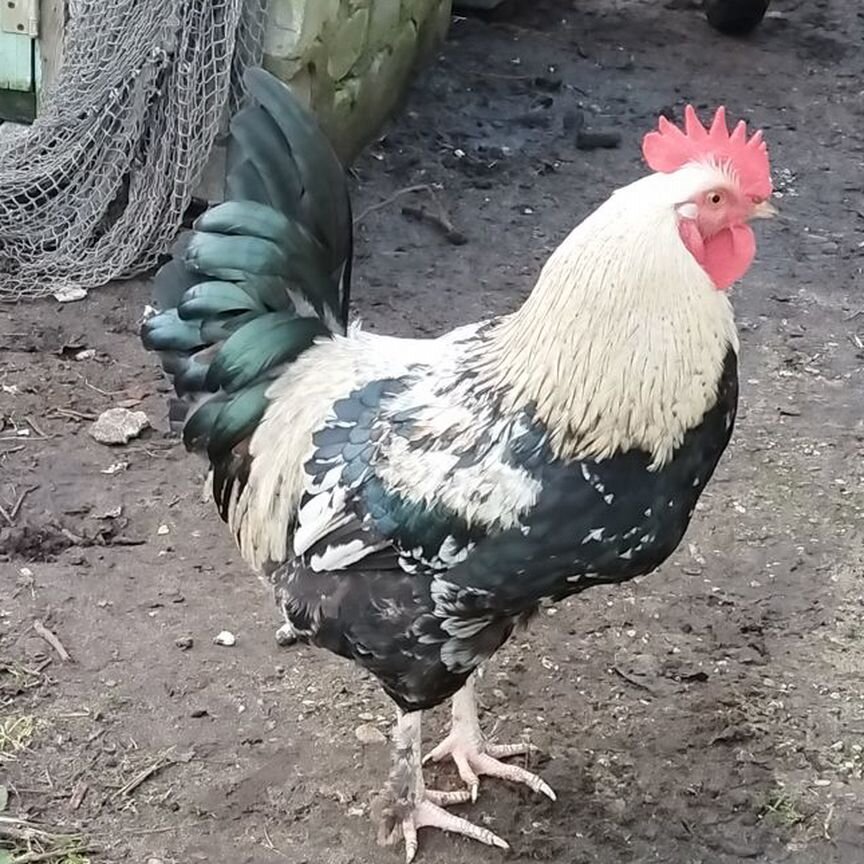 Домашние молодые петухи