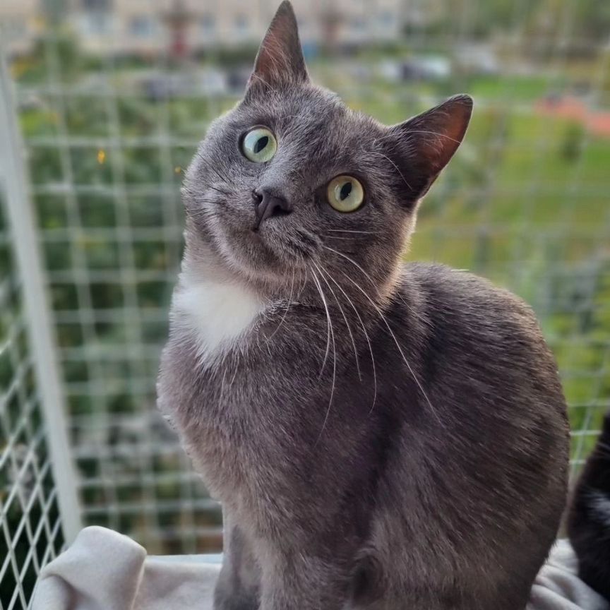 Кот в добрые руки