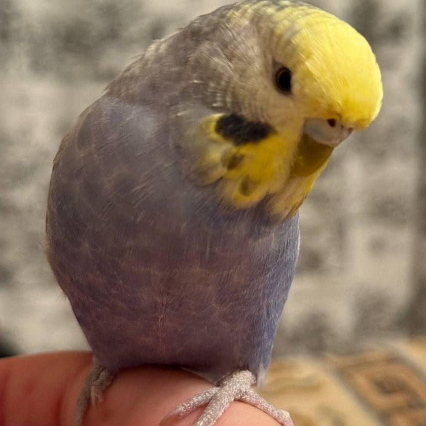 Волнистый попугай самка получех