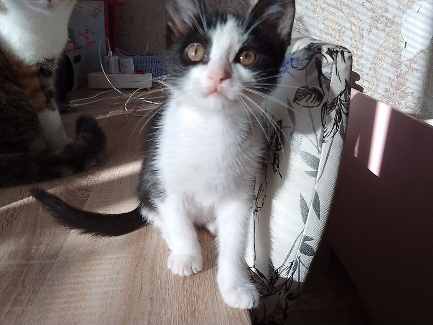 Котенок мальчик в добрые руки