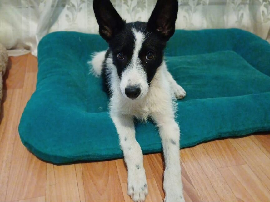 Ищет замечательный щенок Ванесса