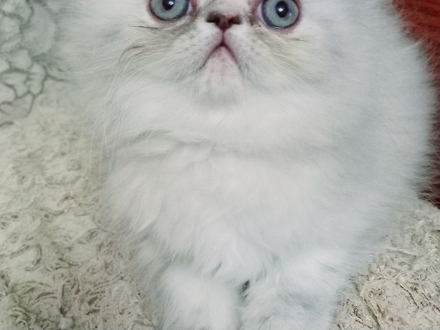 Персидская гималайская