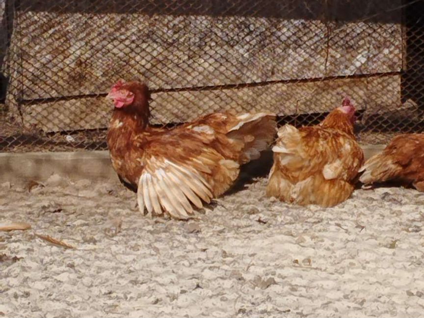 Куры несушки