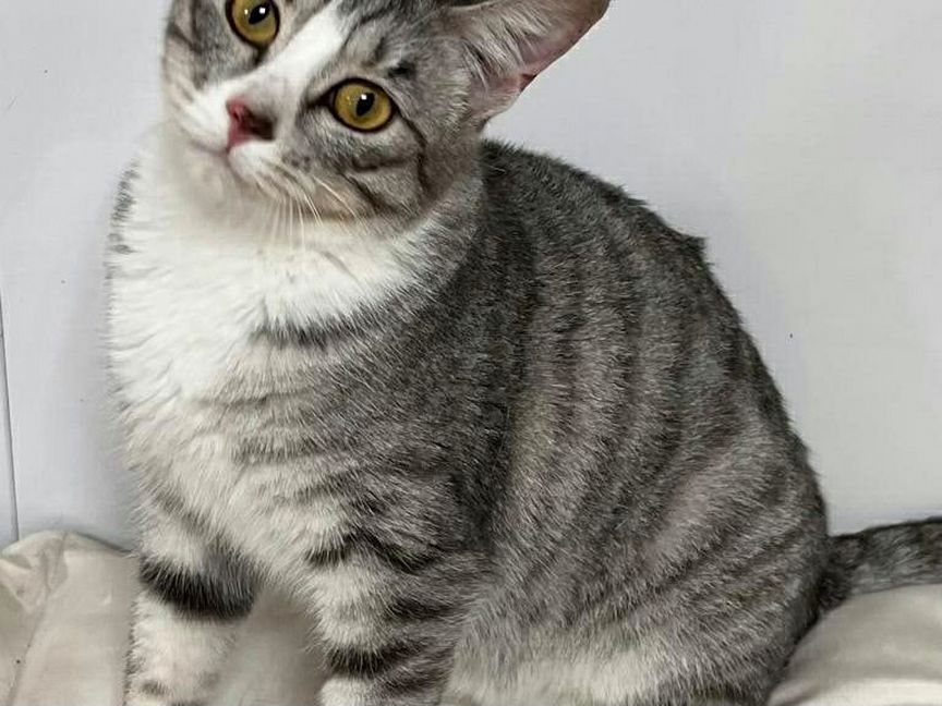 Отдам кошку Монро