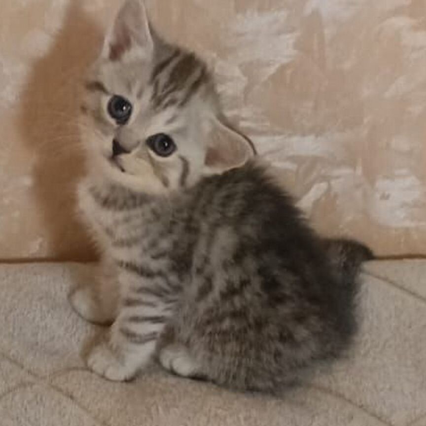 Шотландский котёнок