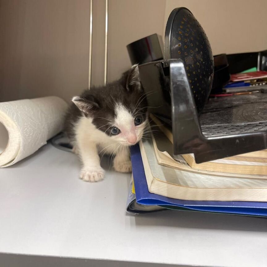 Котенок по имени Пинки