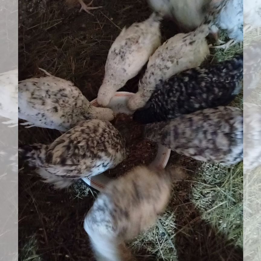 Цыплята несушки