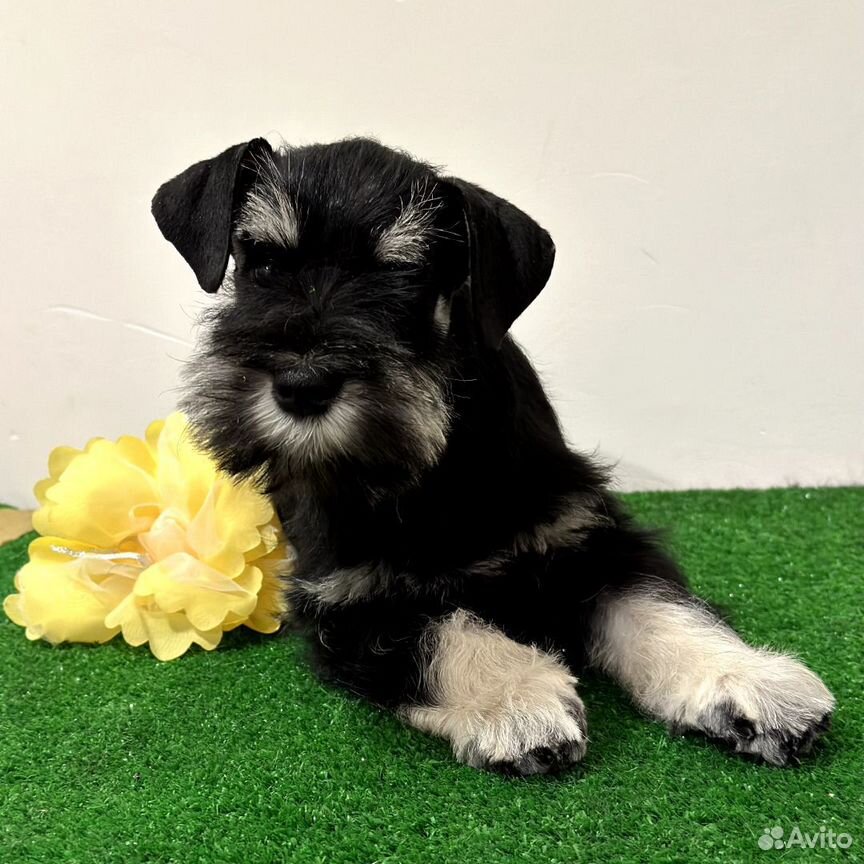 Цверги щенки