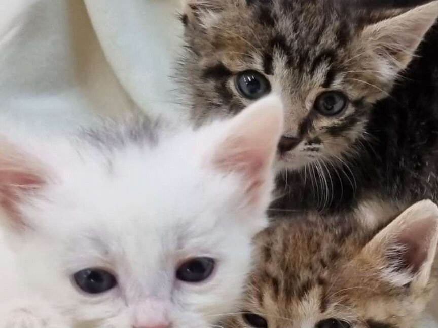 Котята малыши в клетке в рабочем цеху
