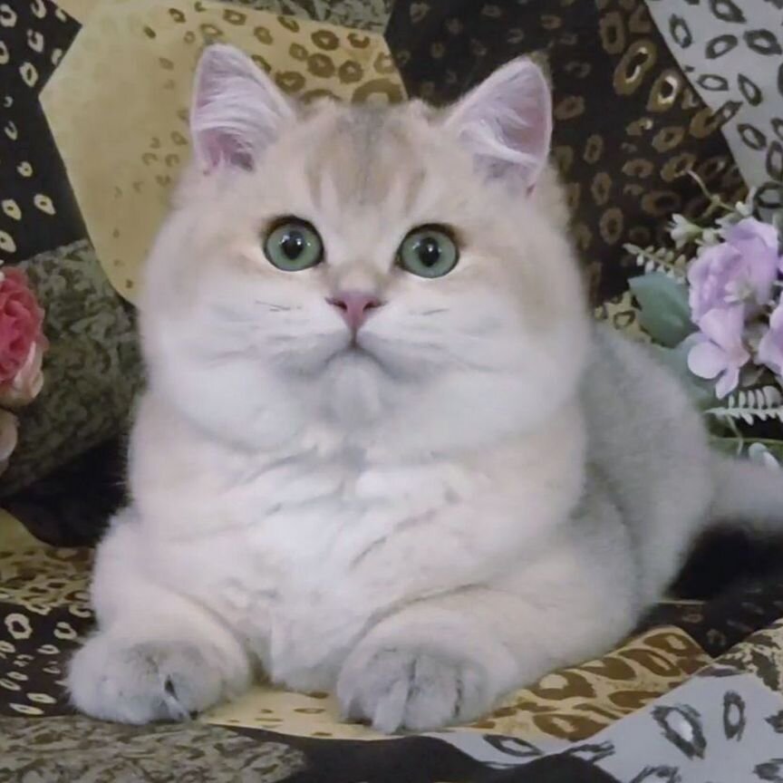 Золотой британец