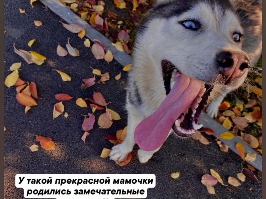 Щенки сибирской хаски