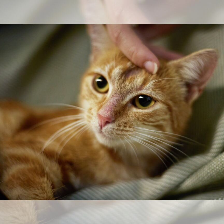 Взрослая кошка в добрые руки