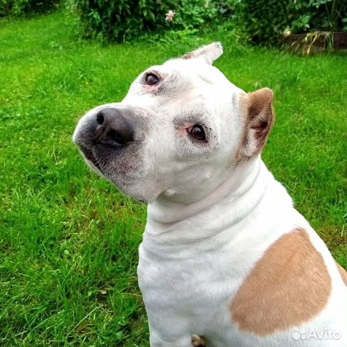 Американский стаффорд девочка в дар