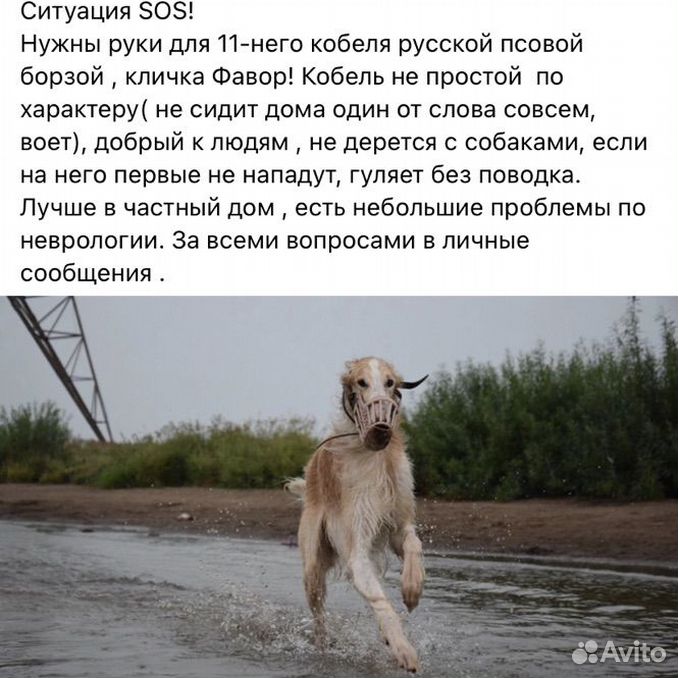 Собака русская борзая