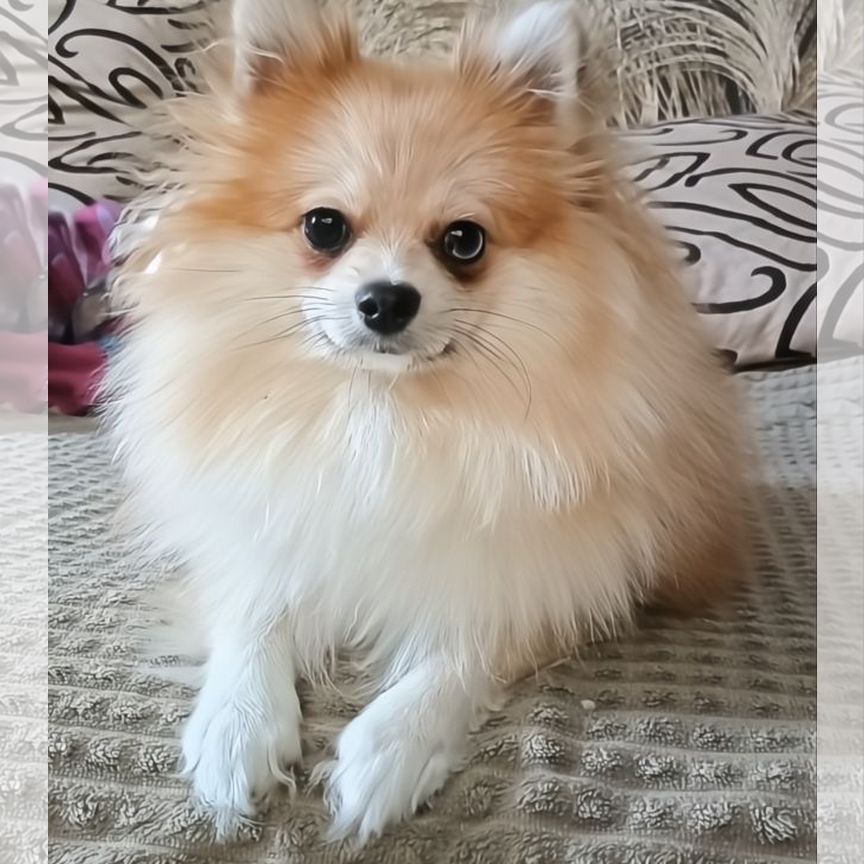 Померанский шпиц, щенок