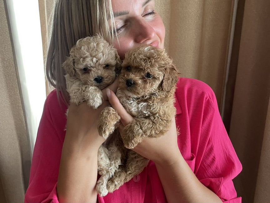 Щенки мальтипу f1