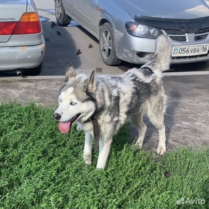 Брошенный хаски ждет на месте хозяина