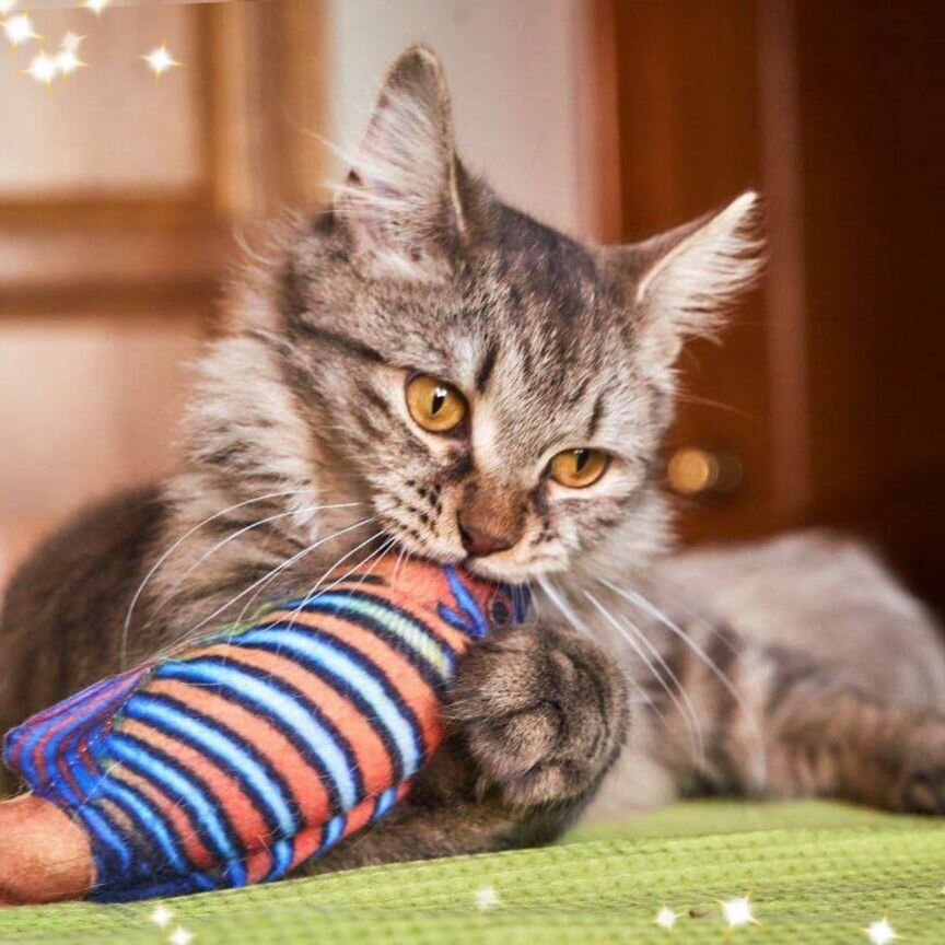 Молоденькая кошечка ищет дом