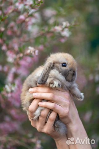 Минилоп