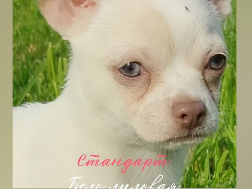 Продажа щенков чихуахуа