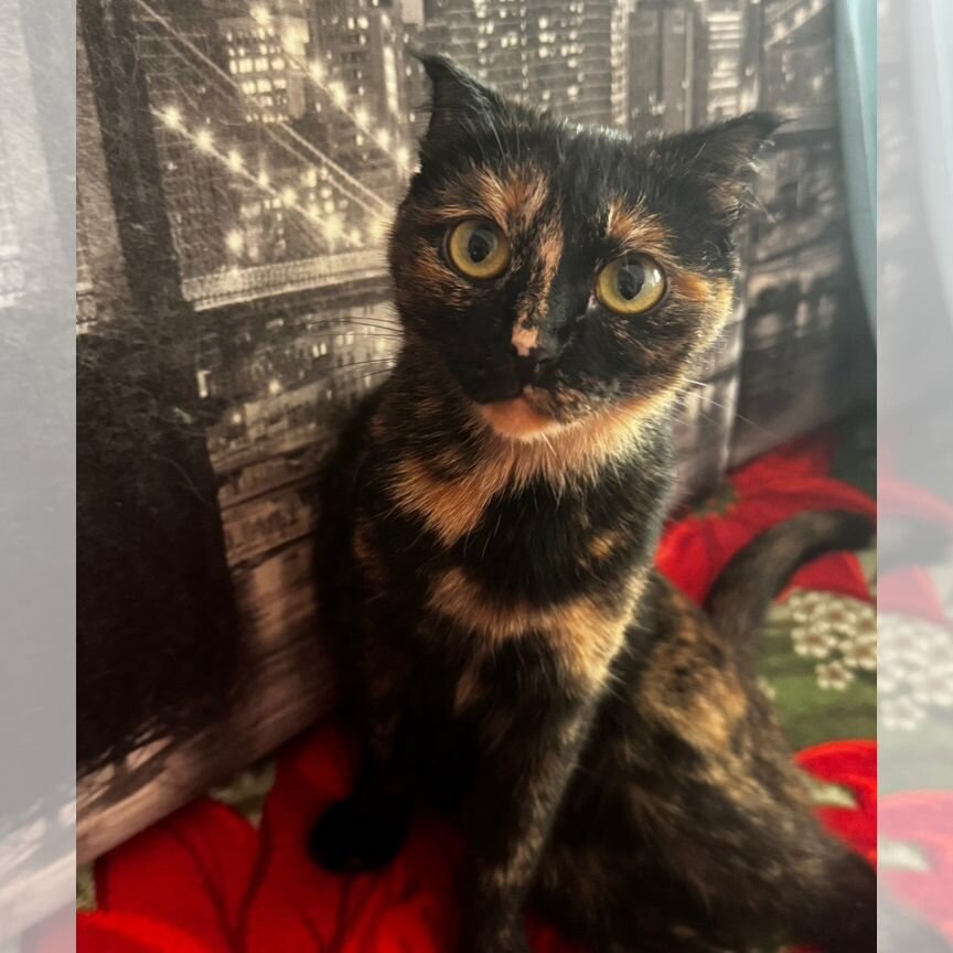 Взрослая, кошка в добрые руки