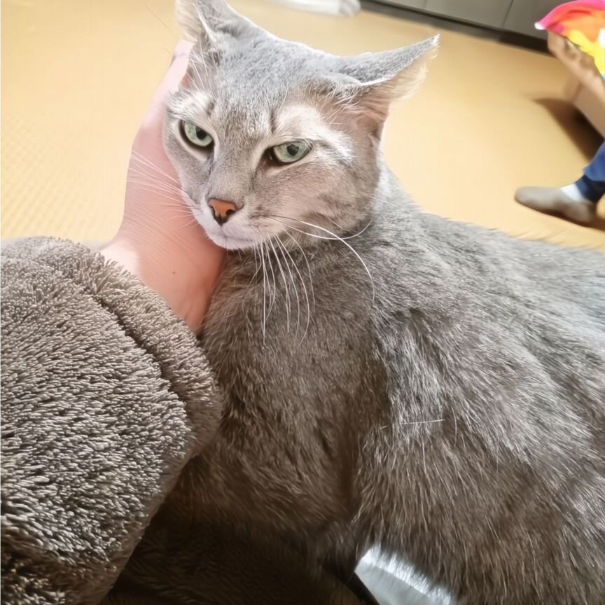 Взрослая кошка в добрые руки