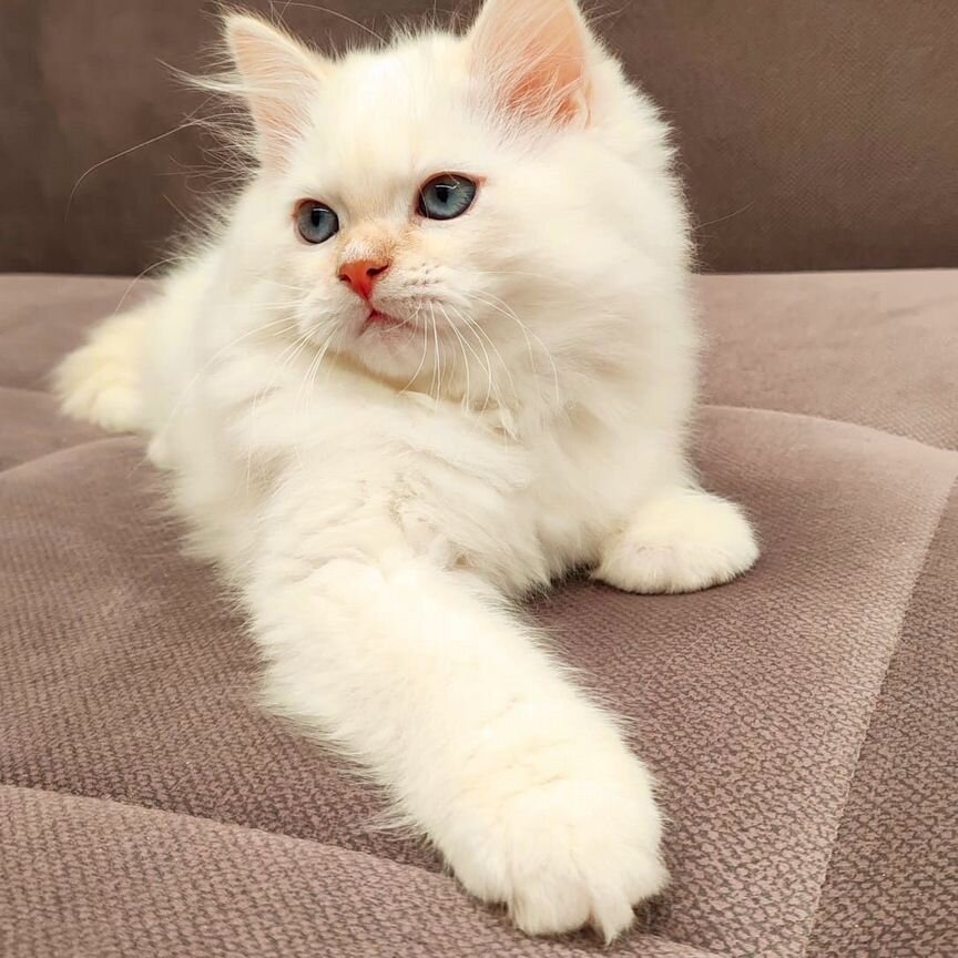 Невские маскарадные котята рыжие редовые