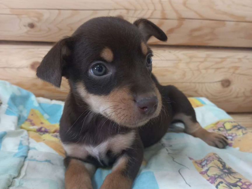 Щенки австралийской овчарки Келпи