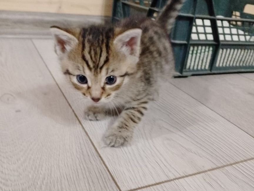 Отдам котят в хорошие руки