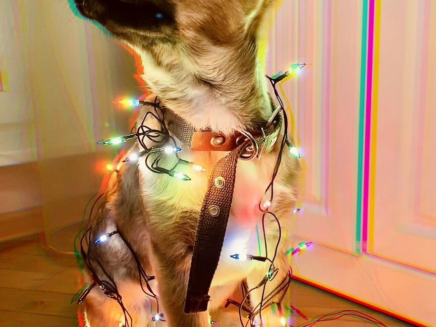 Щеночк в добрые руки