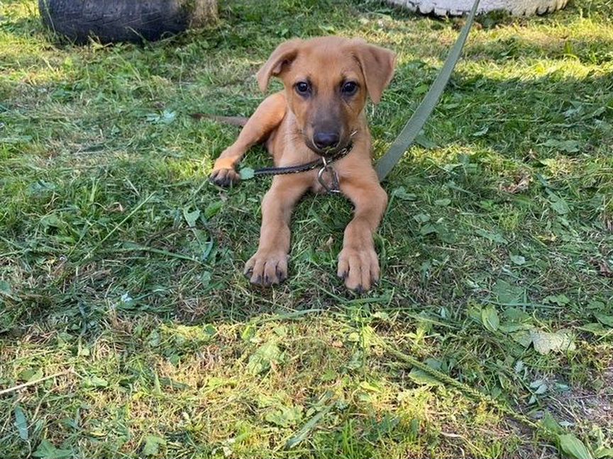 Щенок 3 мес дважды предан